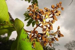 The Plant Observatory