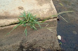 The Plant Observatory