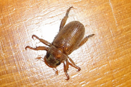 Adoretus compressus