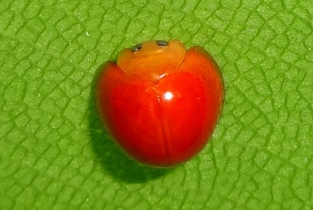 Chilocorus circumdatus
