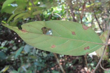 Setora nitens