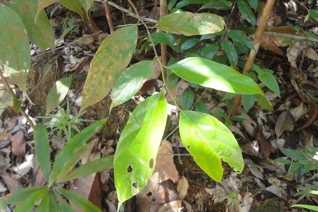Setora nitens