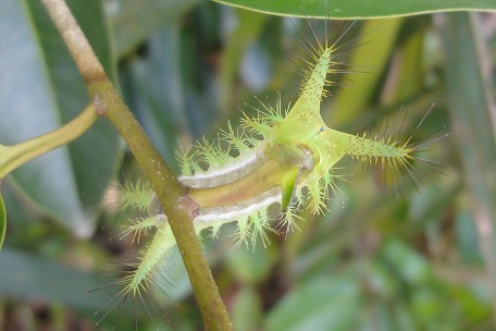 Setora nitens