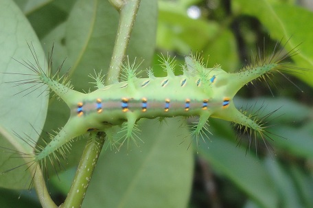 Setora nitens