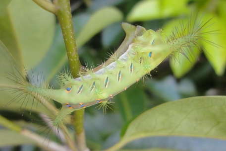 Setora nitens