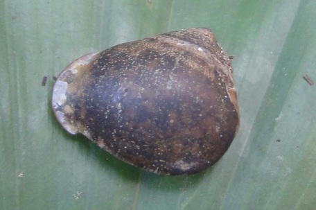 Pythia trigona