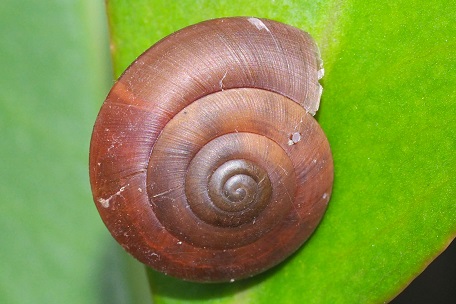Quantula striata