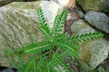 Phyllanthus amarus