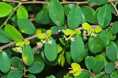 Phyllanthus cochinchinensis