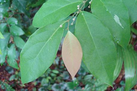 Phyllanthus cuscutiflorus