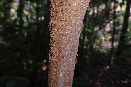 Xylopia fusca